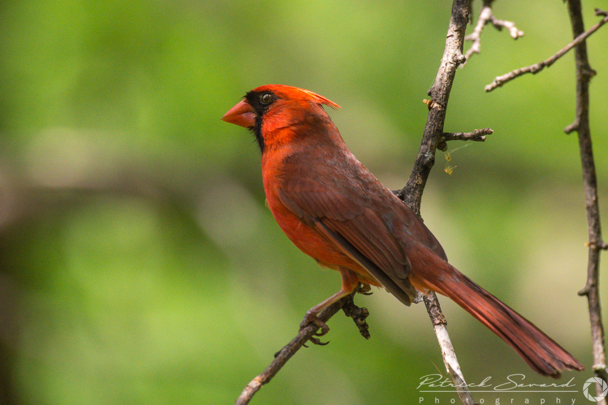 Northern Red Cardinal – Patrick Savard