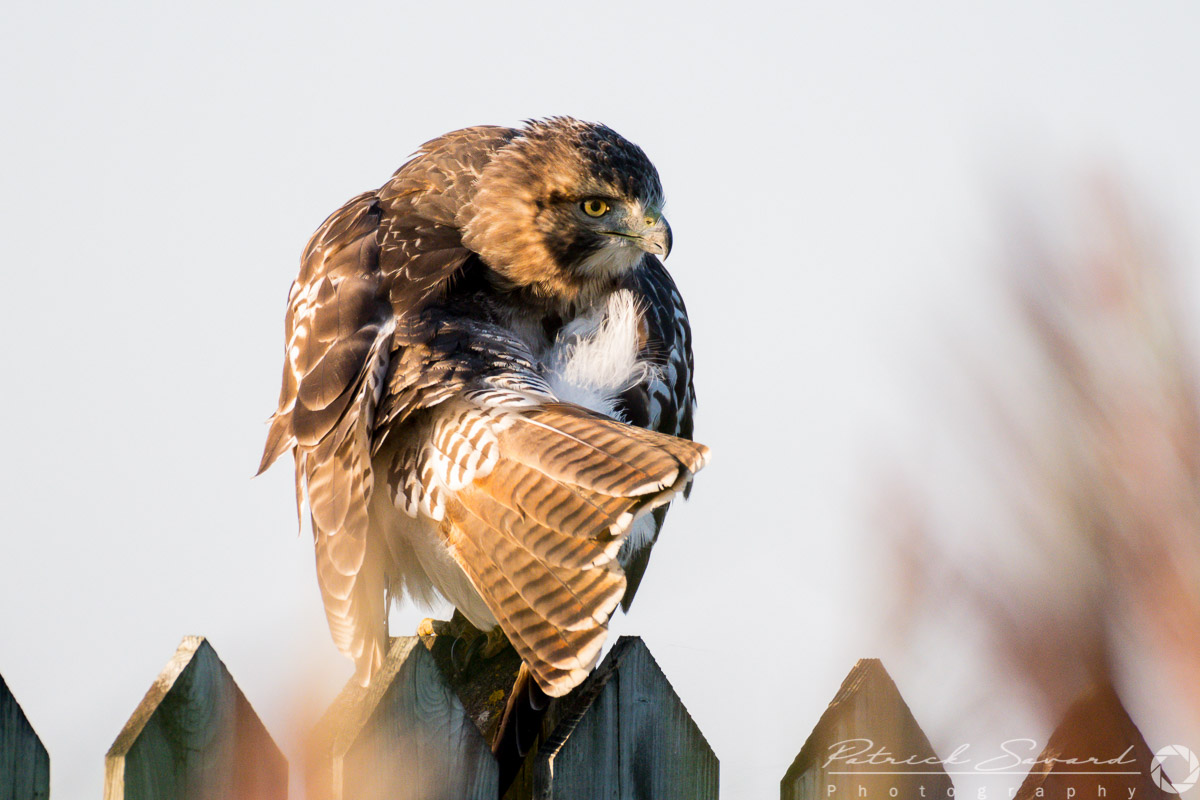 Red-Tailed Hawk – Patrick Savard