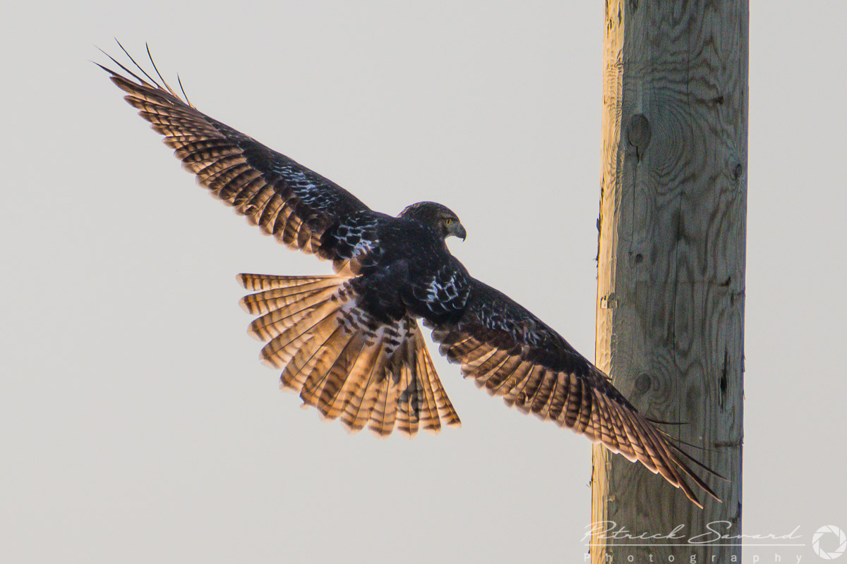Red-Tailed Hawk – Patrick Savard