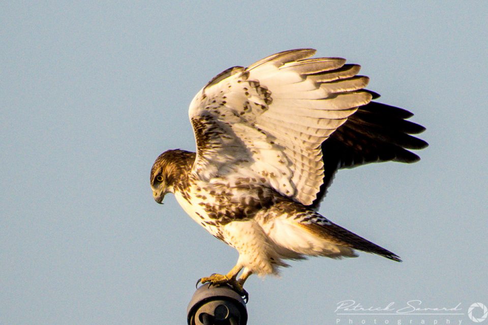 Red-Tailed Hawk – Patrick Savard