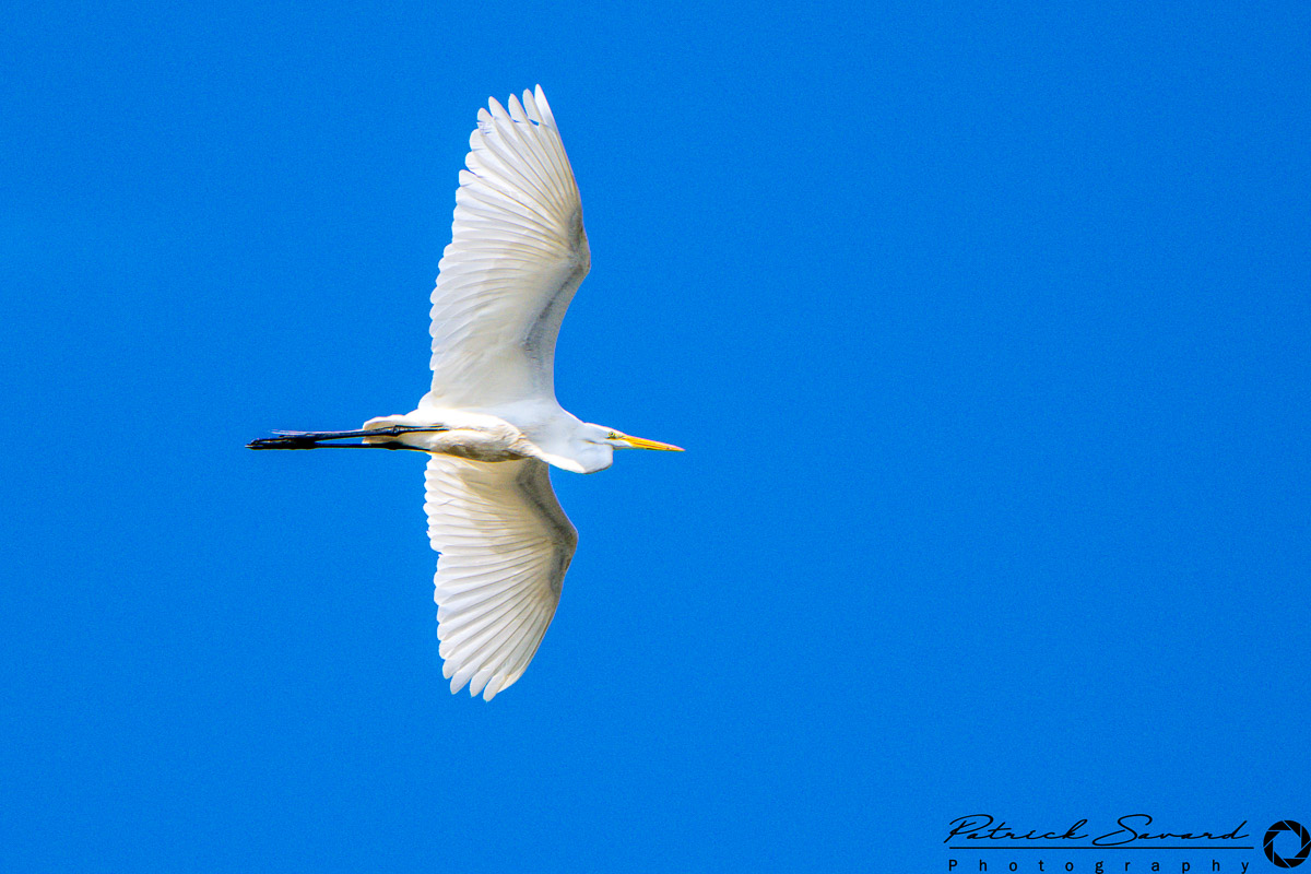 Great Egret – Patrick Savard