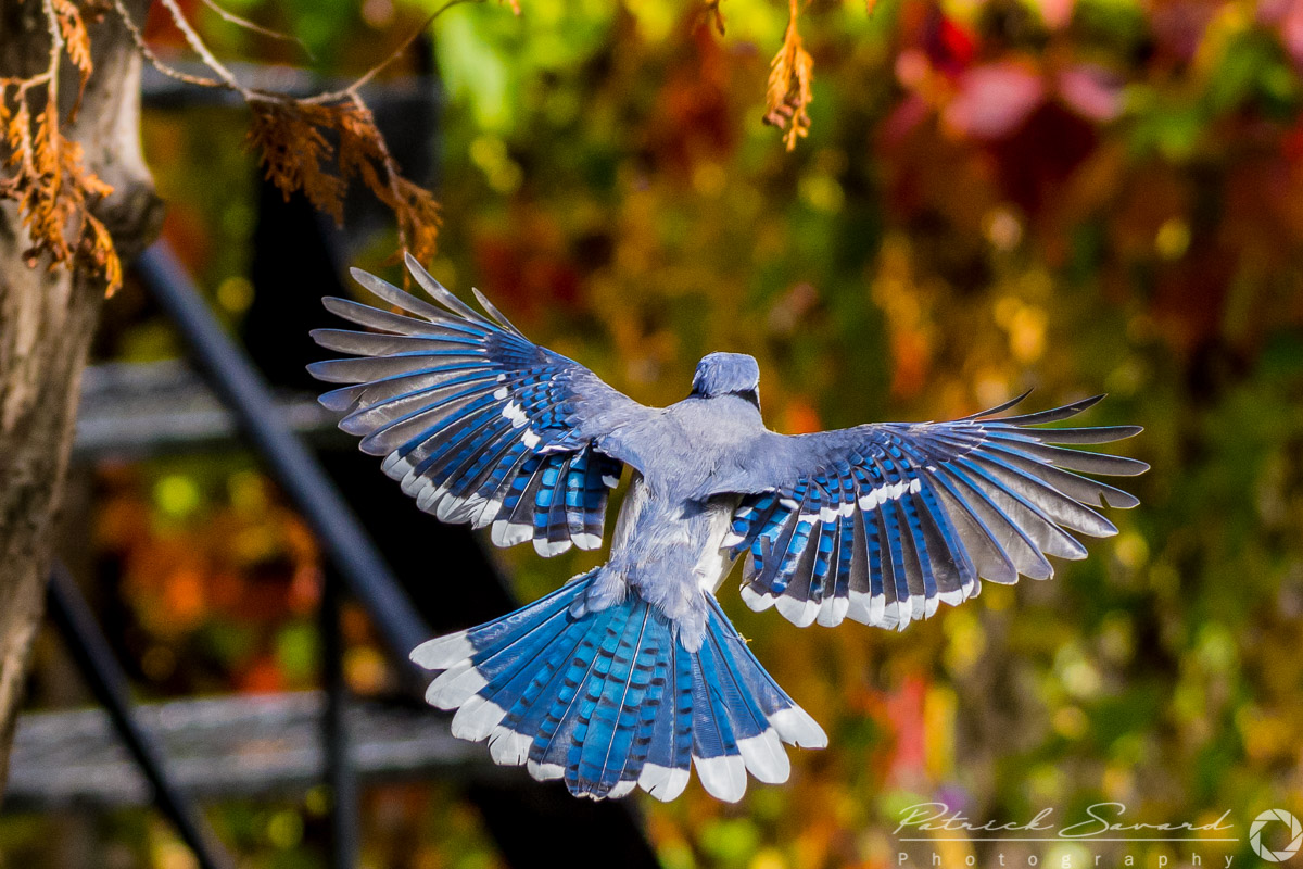 Blue Jay – Patrick Savard