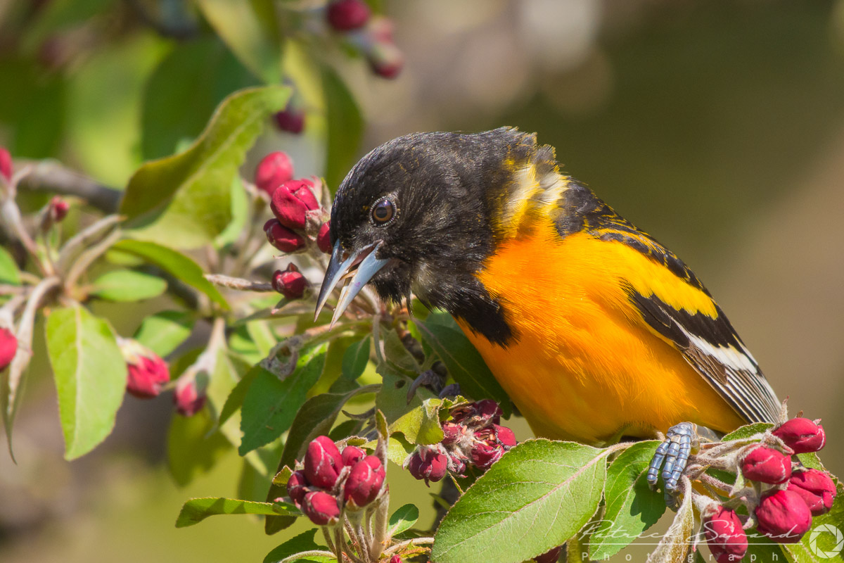 Baltimore Oriole – Patrick Savard