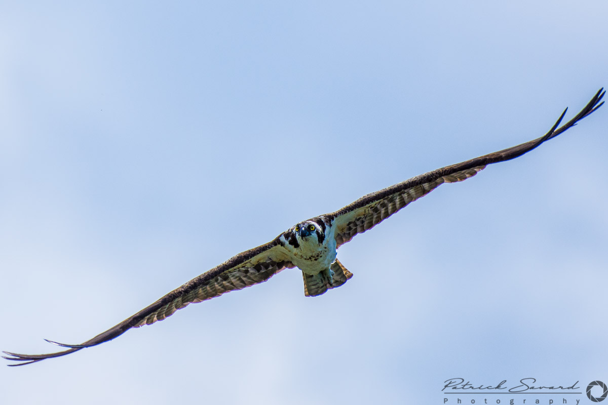 Balbuzard pêcheur – Patrick Savard