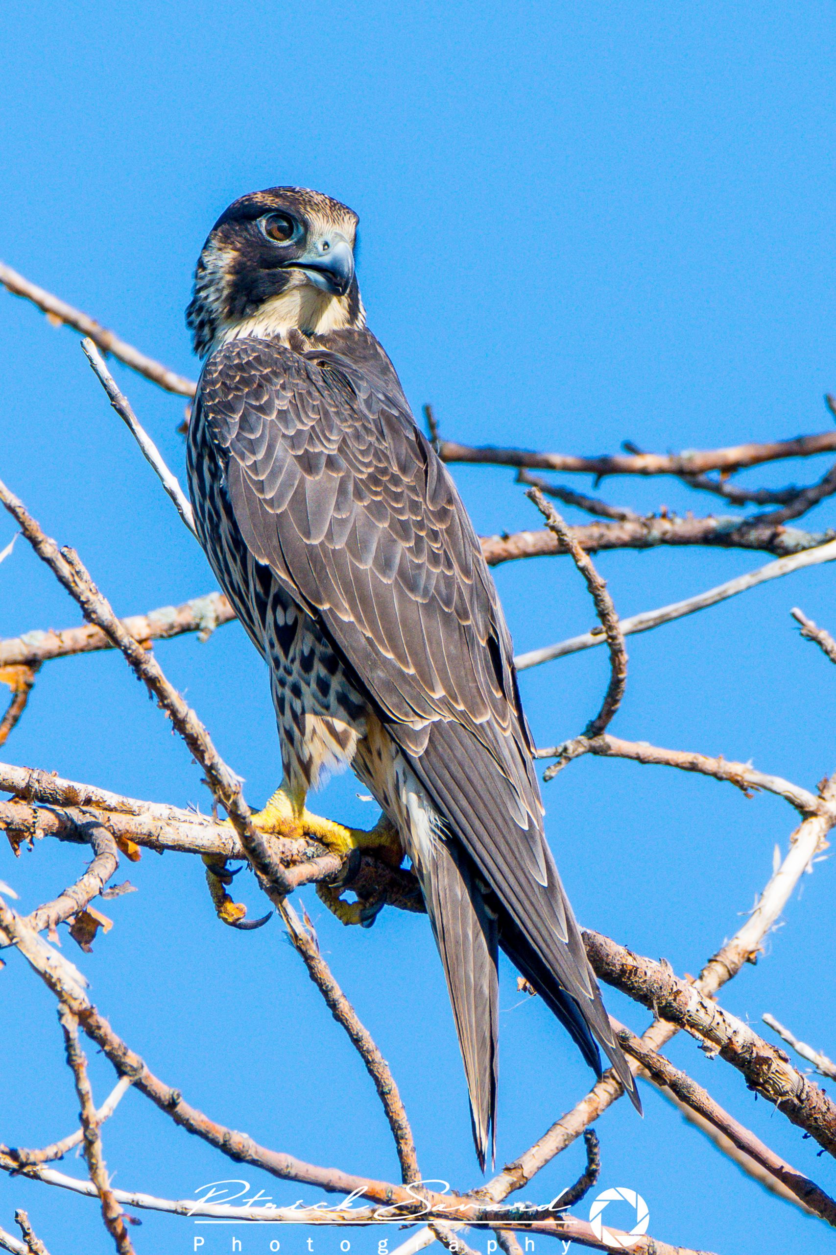 Peregrine Falcon (juvenile) – Patrick Savard
