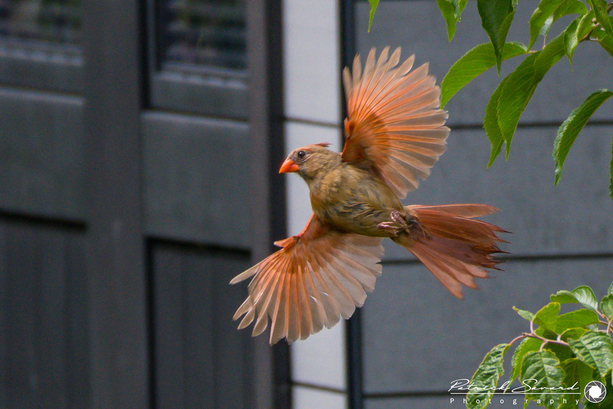 Northern Red Cardinal – Patrick Savard