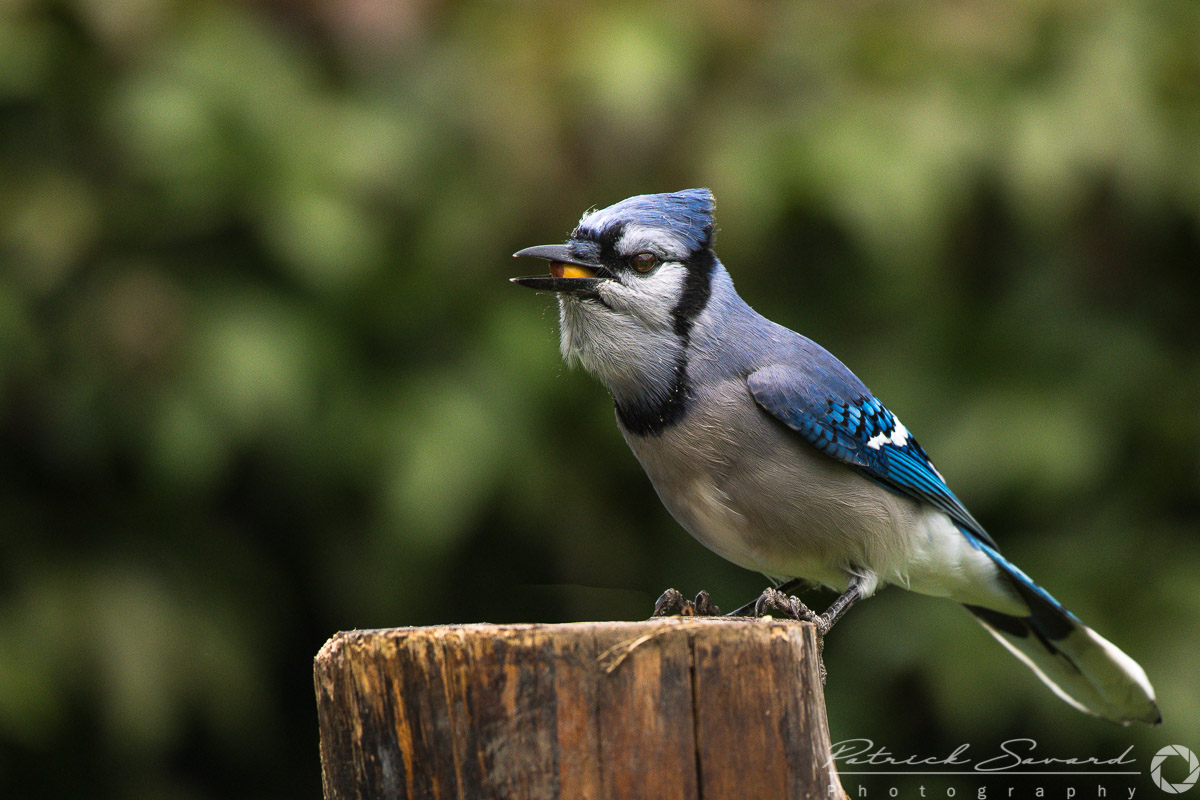 Blue Jay – Patrick Savard