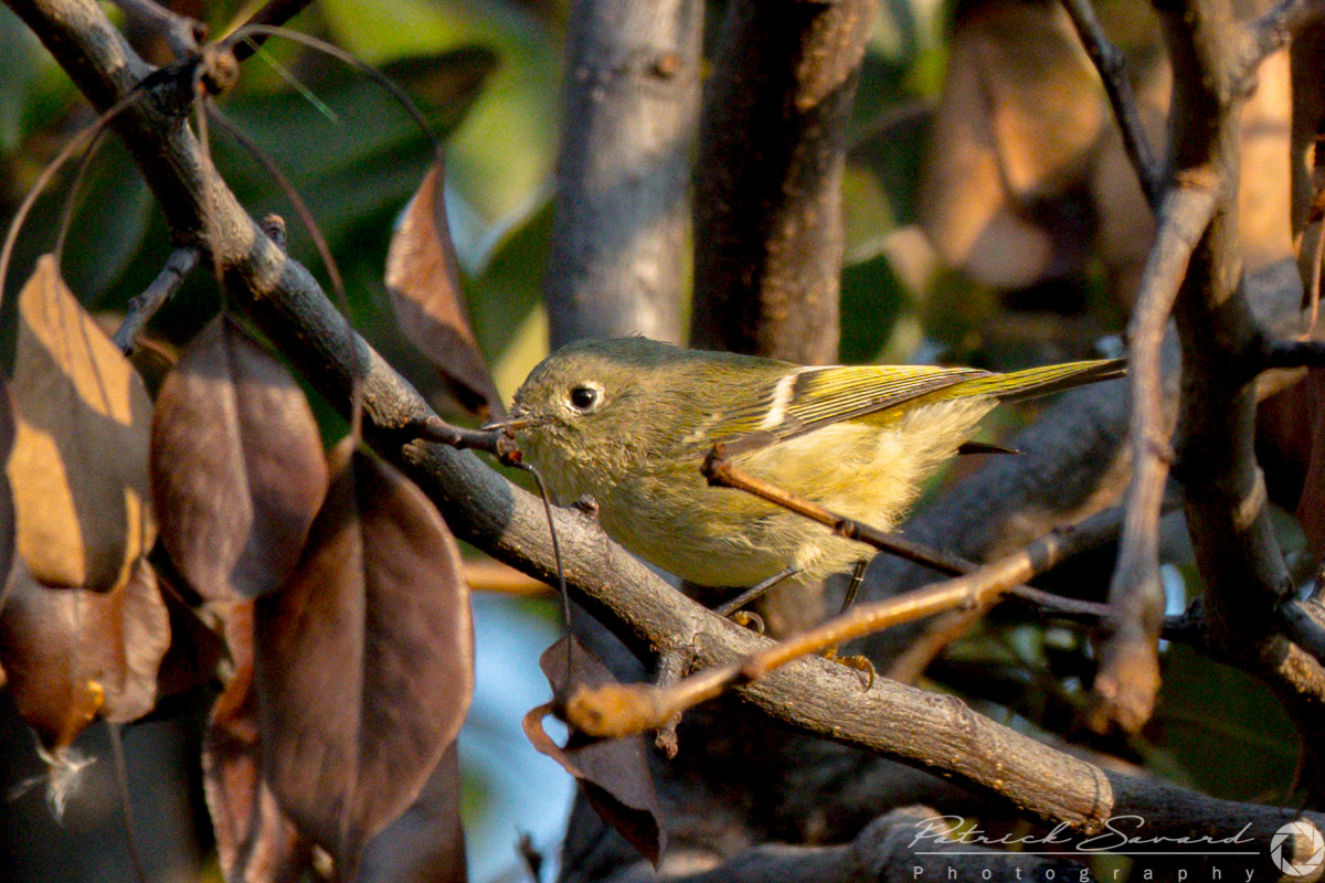 Ruby-crowned Kinglet – Patrick Savard