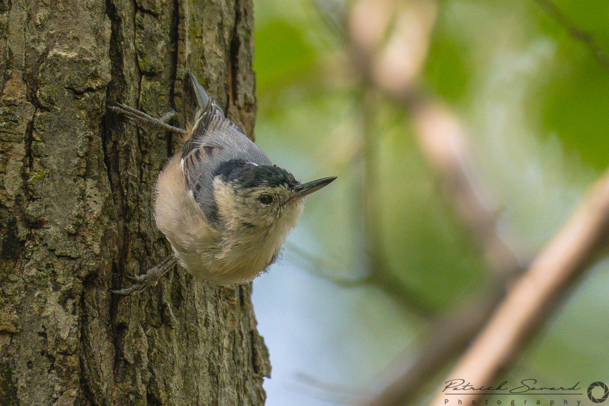 Sitelle à poitrine blanche – Patrick Savard