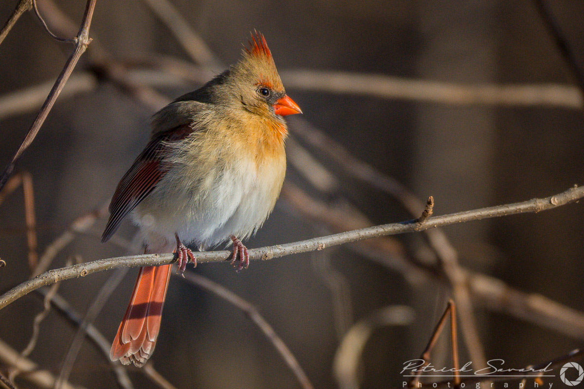 Cardinal – Patrick Savard