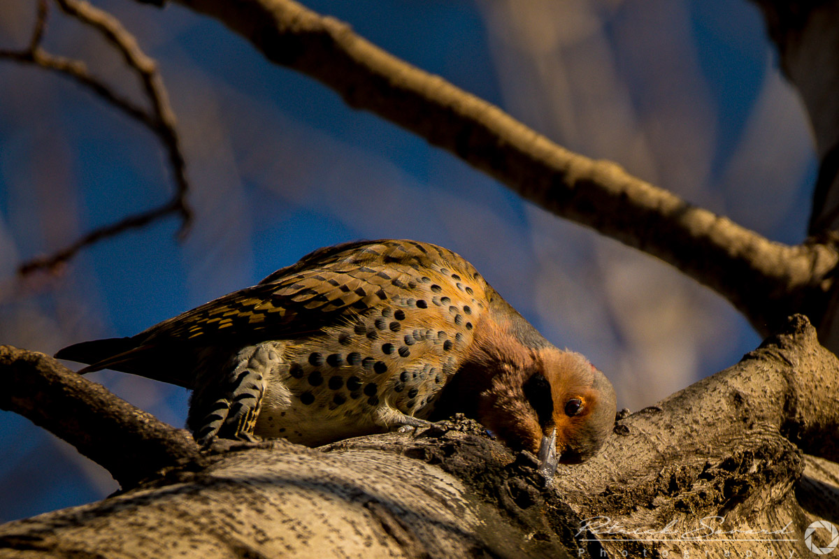 Northern Flicker – Patrick Savard