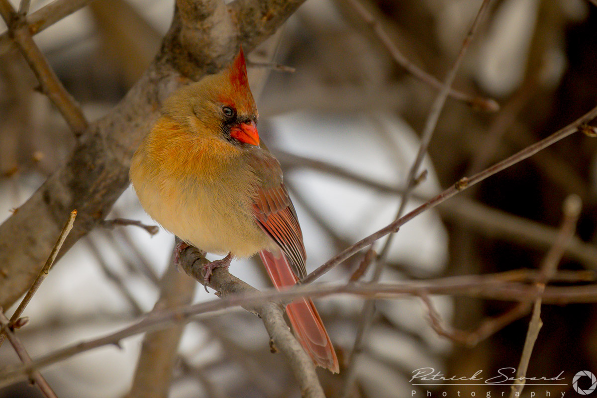 Northern Red Cardinal – Patrick Savard