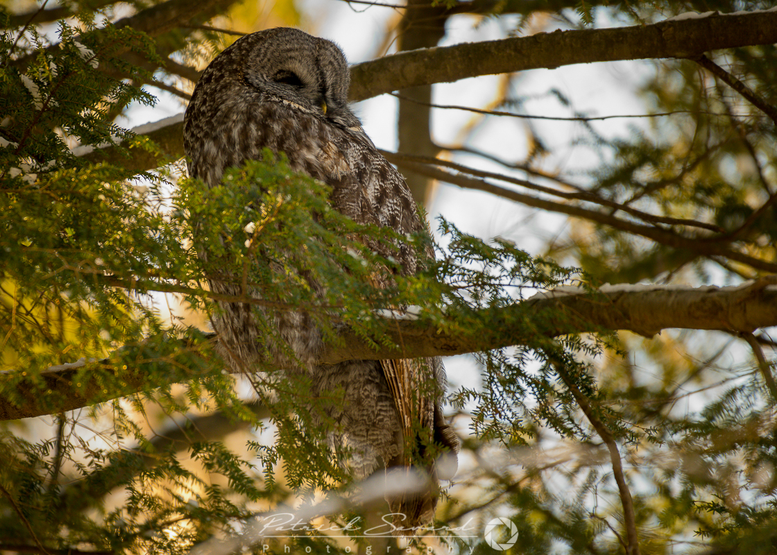 Chouette Lapone – Patrick Savard
