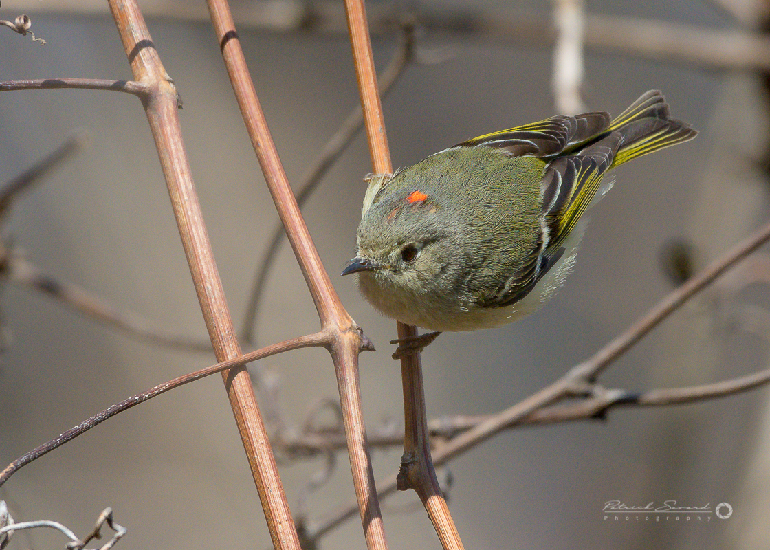 Ruby-crowned Kinglet – Patrick Savard