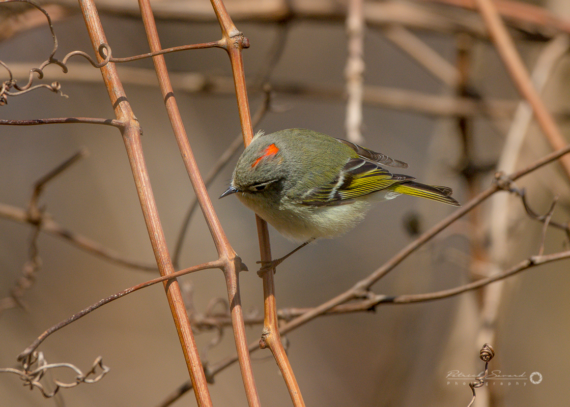 Ruby-crowned Kinglet – Patrick Savard
