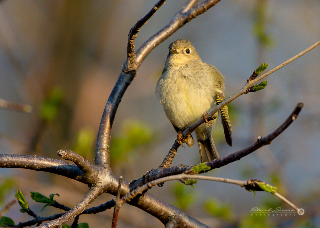 Ruby-crowned Kinglet – Patrick Savard