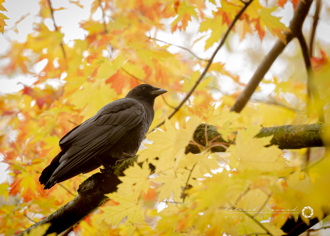 Autumn Adventure – Patrick Savard