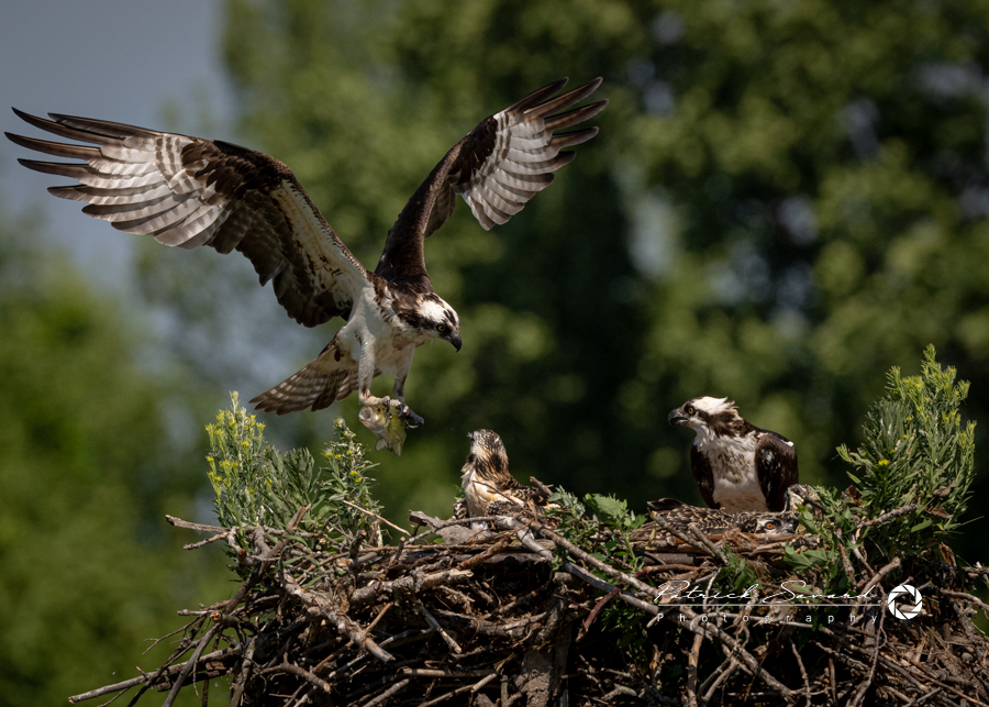Osprey – Patrick Savard