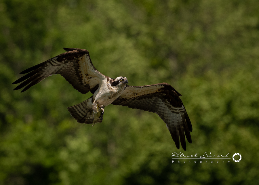 Osprey – Patrick Savard