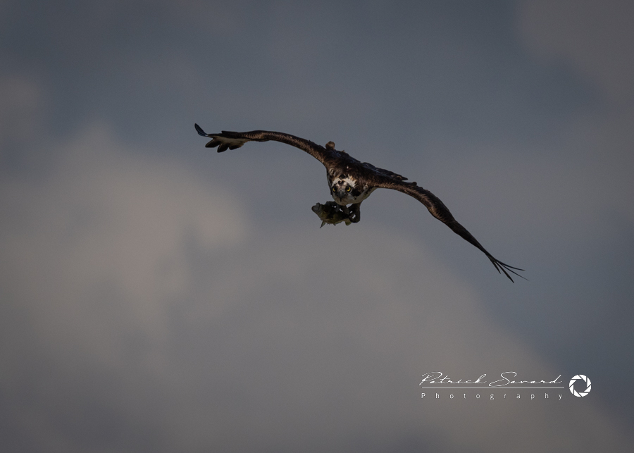 Osprey – Patrick Savard