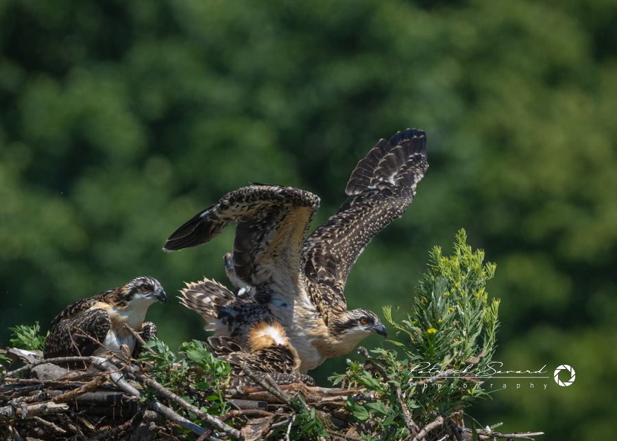 Osprey – Patrick Savard