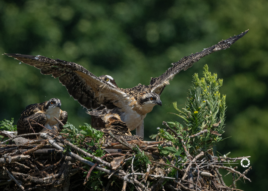 Osprey – Patrick Savard