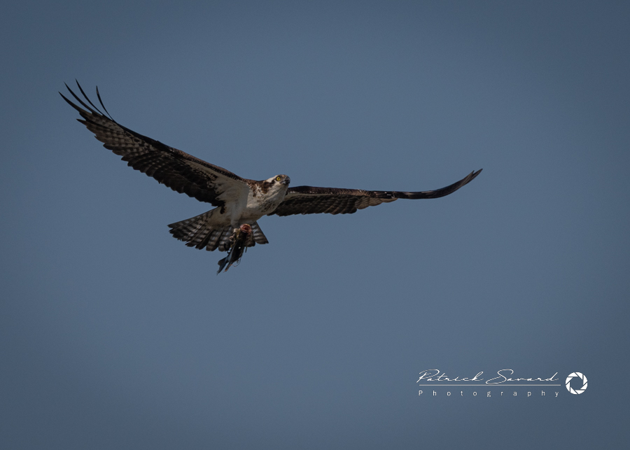 Osprey – Patrick Savard