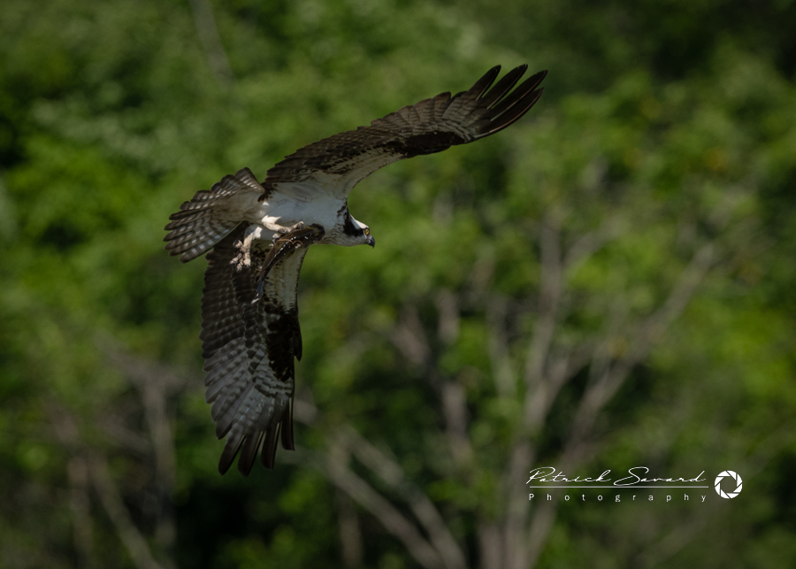 Osprey – Patrick Savard