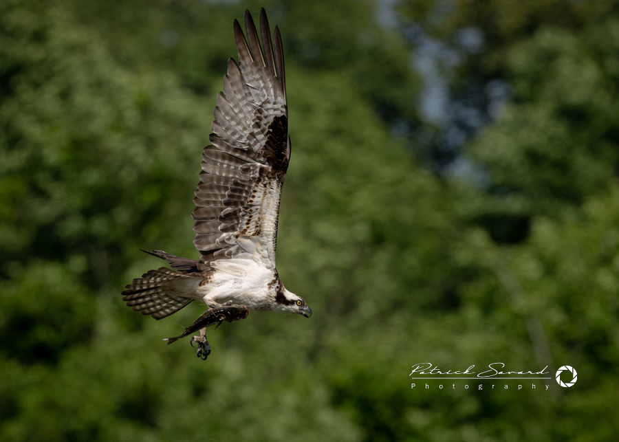 Osprey – Patrick Savard